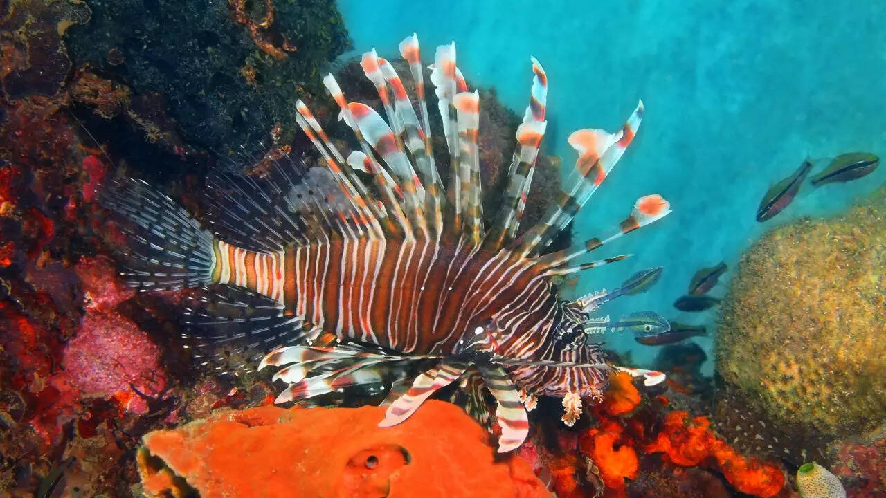 From forest to ice: 6 animals that vanish into their habitat