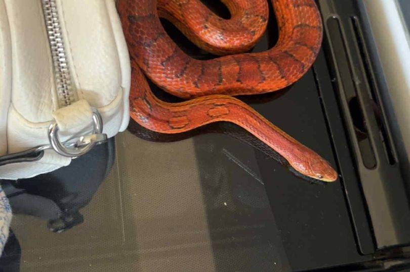 Snake surprise: Mum finds live snake in daughter's Peppa Pig birthday gift