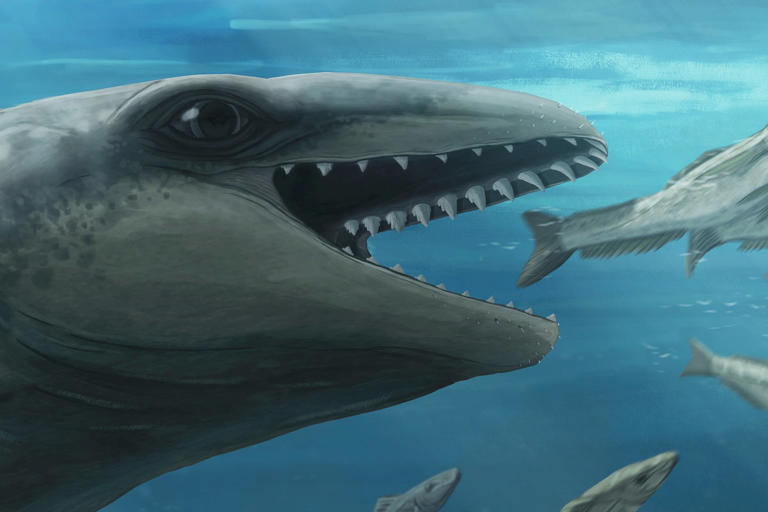 This prehistoric whale had razor teeth, bulging eyes and a face only ...