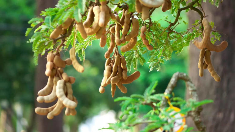 Types of trees and plants to avoid at the main entrance of your home ...