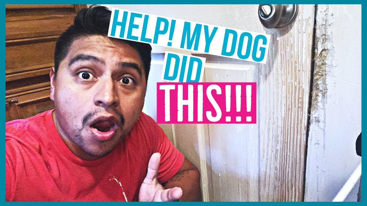 Dog Scratched the Door and Trim!!! | The Best Trim Wood and Door Repair ...