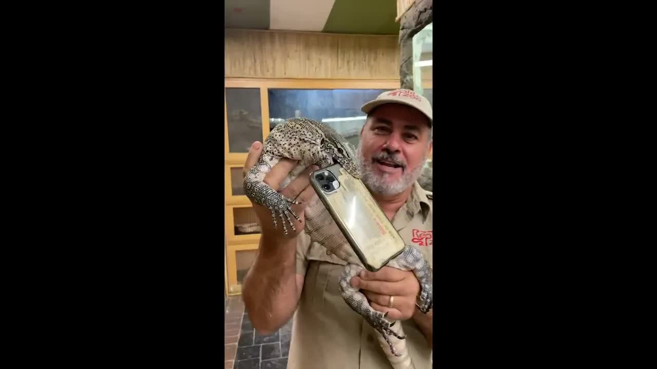 grumpy tegu lizard takes a selfie!