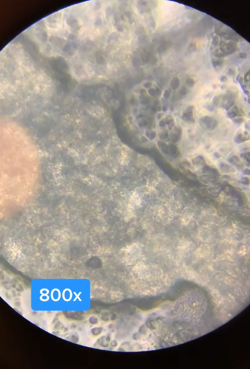 What the World Looks Like Under a Microscope – Mind-Blowing!