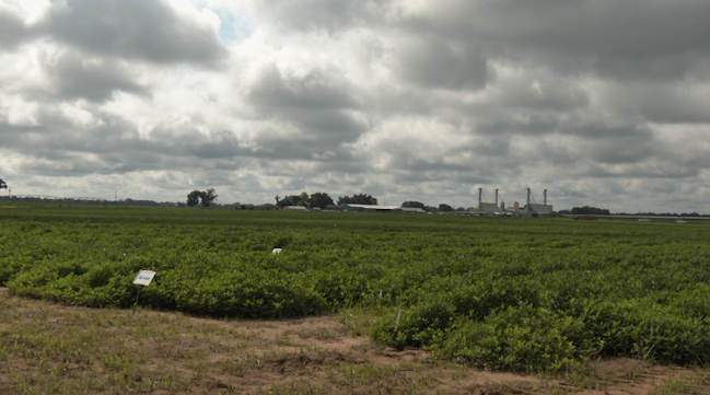 University of Florida hosts annual peanut field day in Jackson County