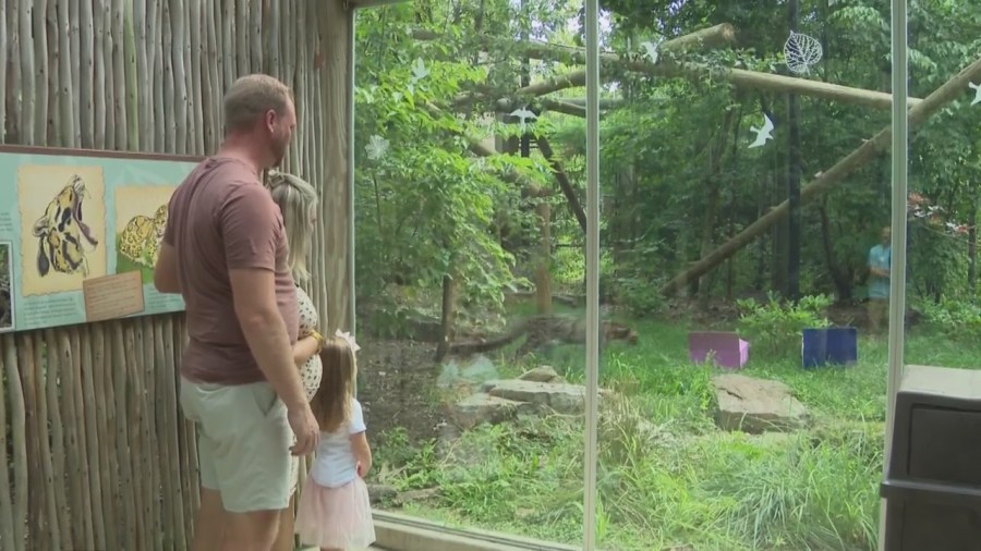 Fort Wayne Zoo’s Clouded Leopard helps reveal the gender of Alyssa ...
