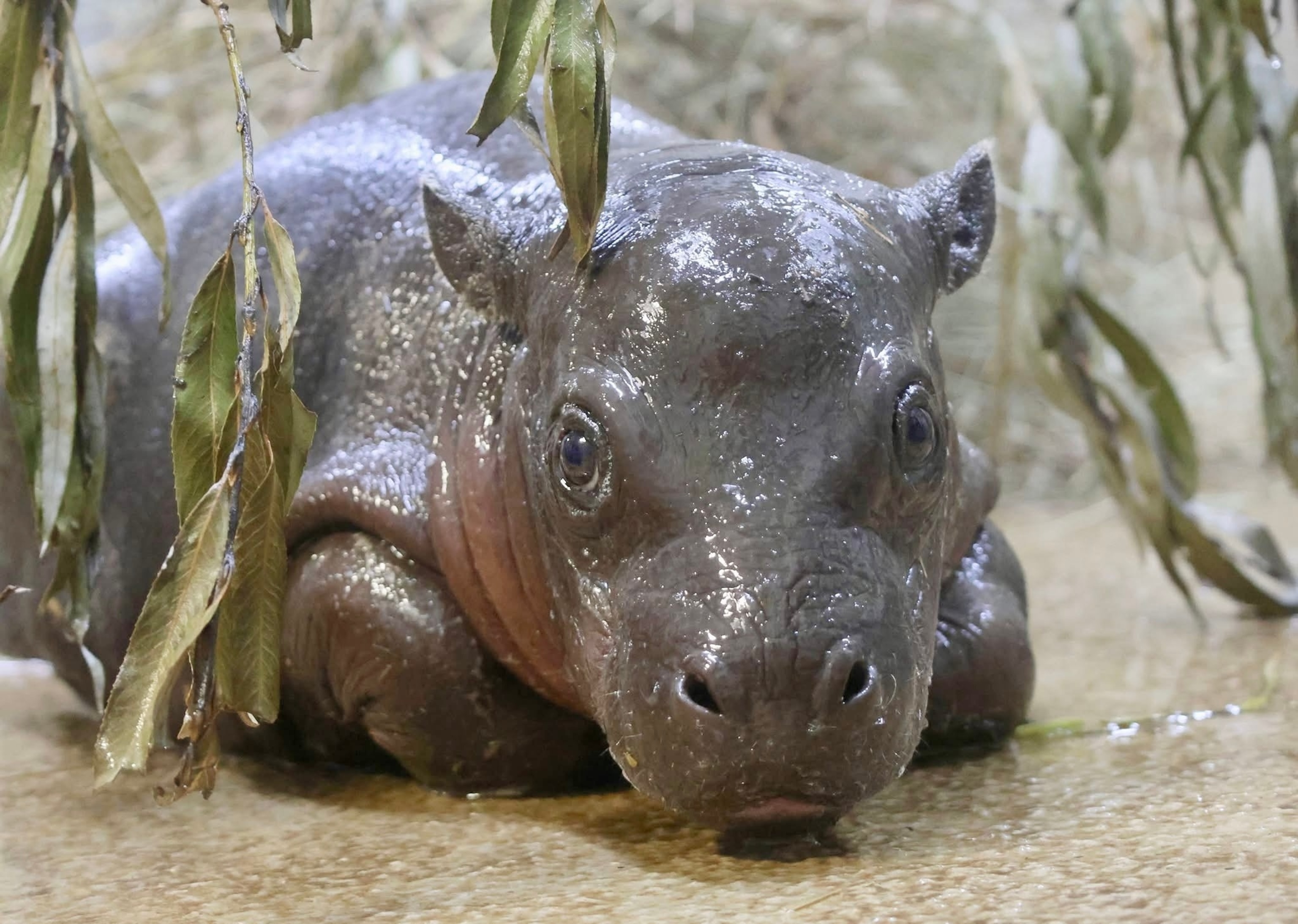 Baby hippo goes viral after mom's stern look sends him straight to bed