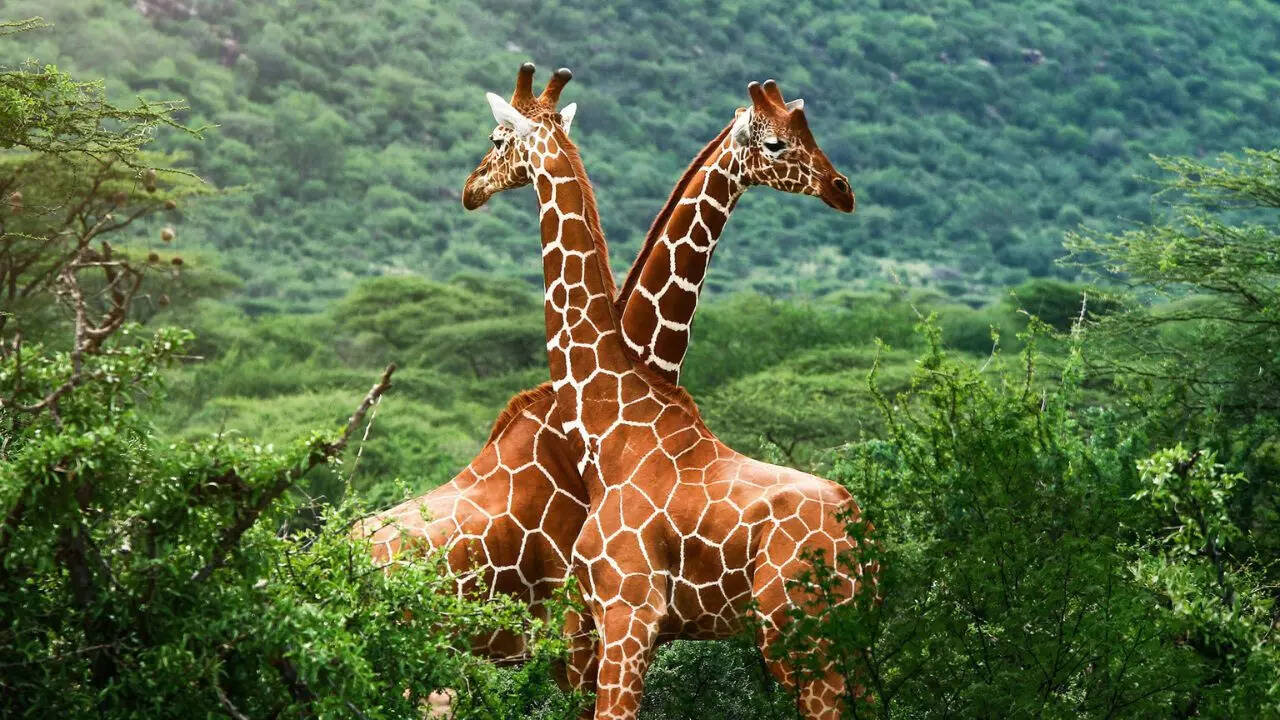 From forest to ice: 6 animals that vanish into their habitat