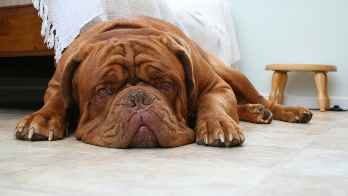 7 Surprising Things That Make Your Dog Grumpy, According to Experts