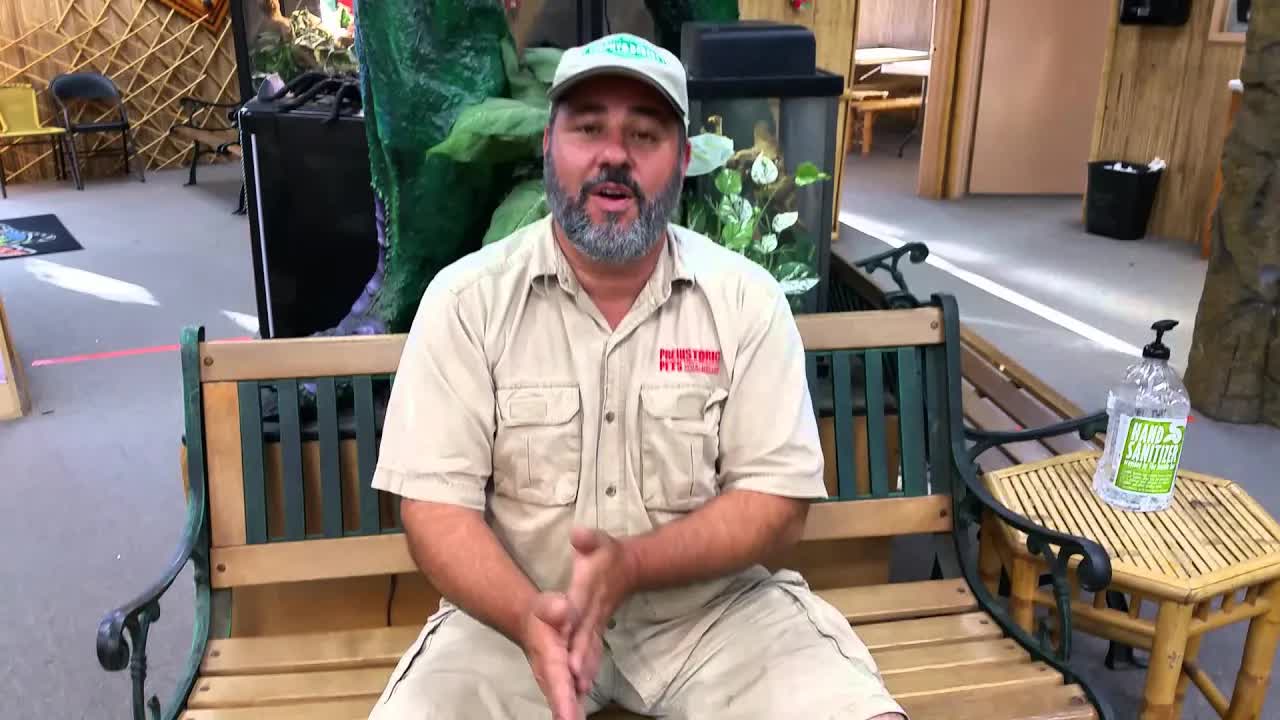 Baby boa constrictors at the reptile zoo