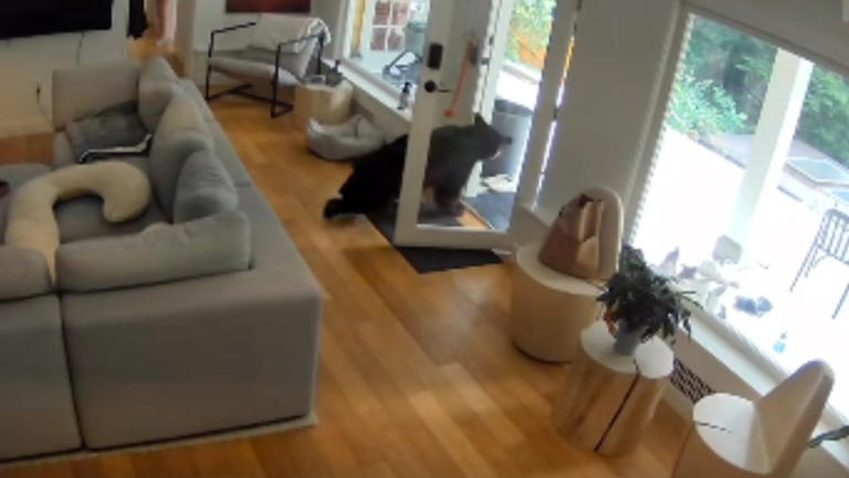 "My 5-Pound Dog Chasing A Bear Out Of Our House"