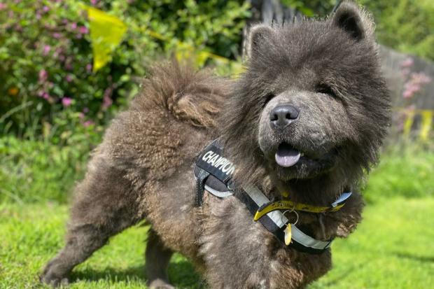 Cumbrian dog owners urged to take simple step to protect their pets