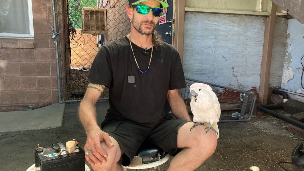 Cockatoo's owner fights for bird's recognition as a service animal ...