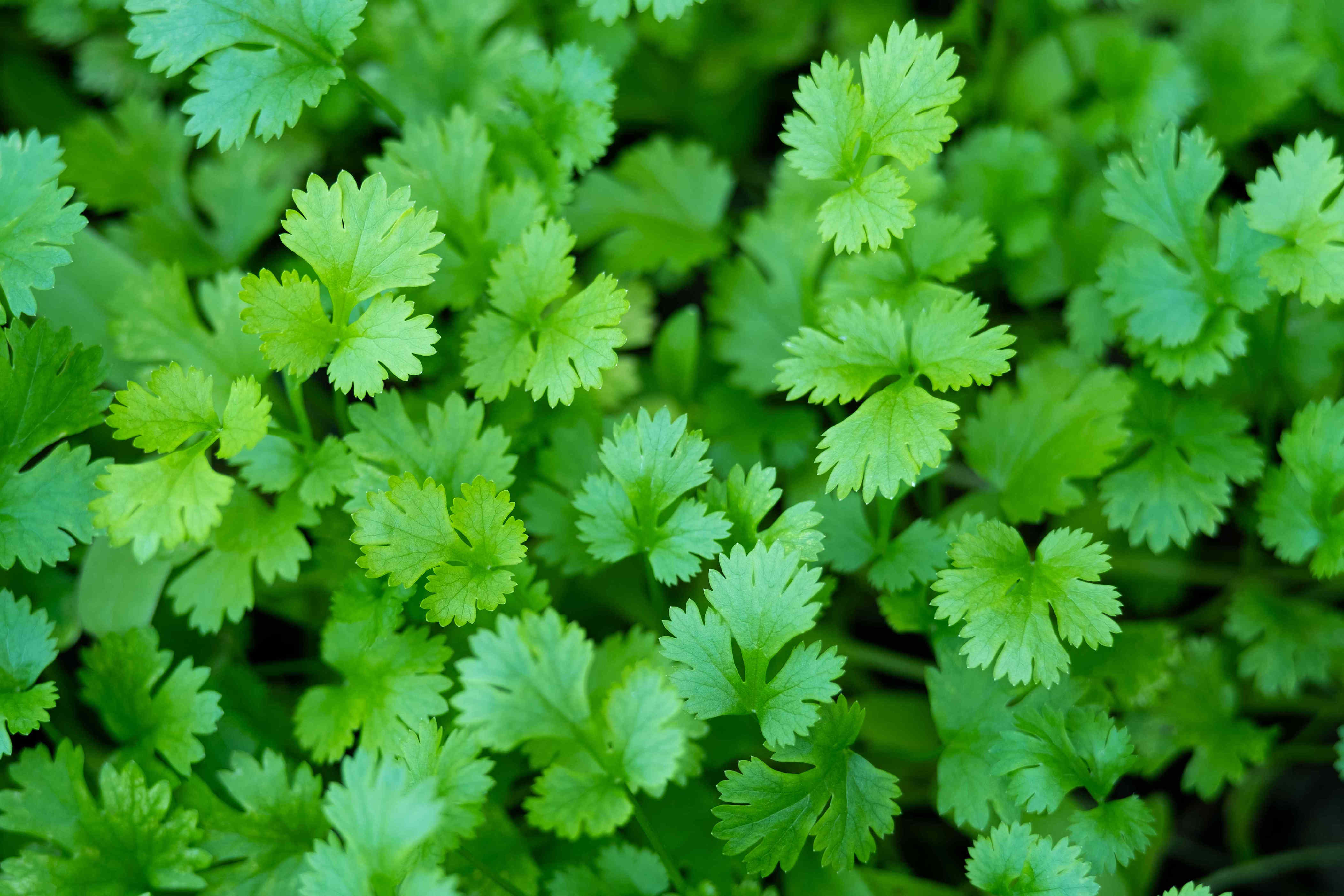 How to harvest cilantro so it keeps growing all season long