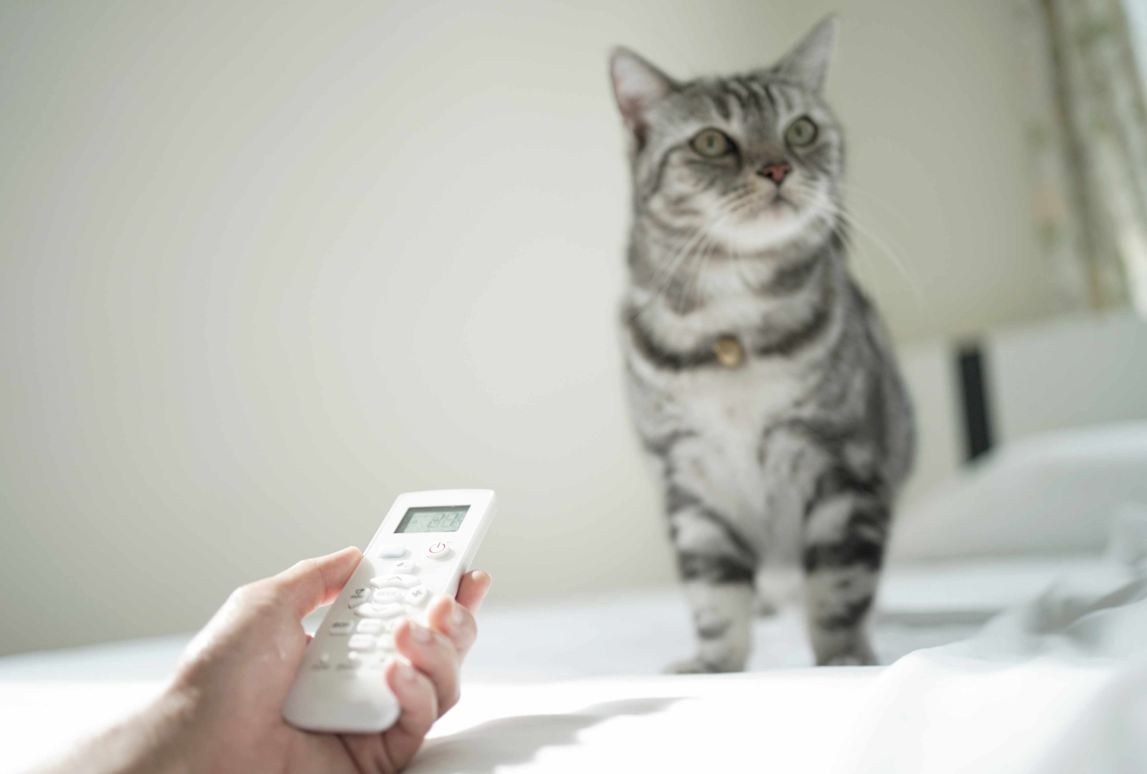 Keep Your Pets Safe and Comfy: Here's the Ideal Thermostat Setting For ...