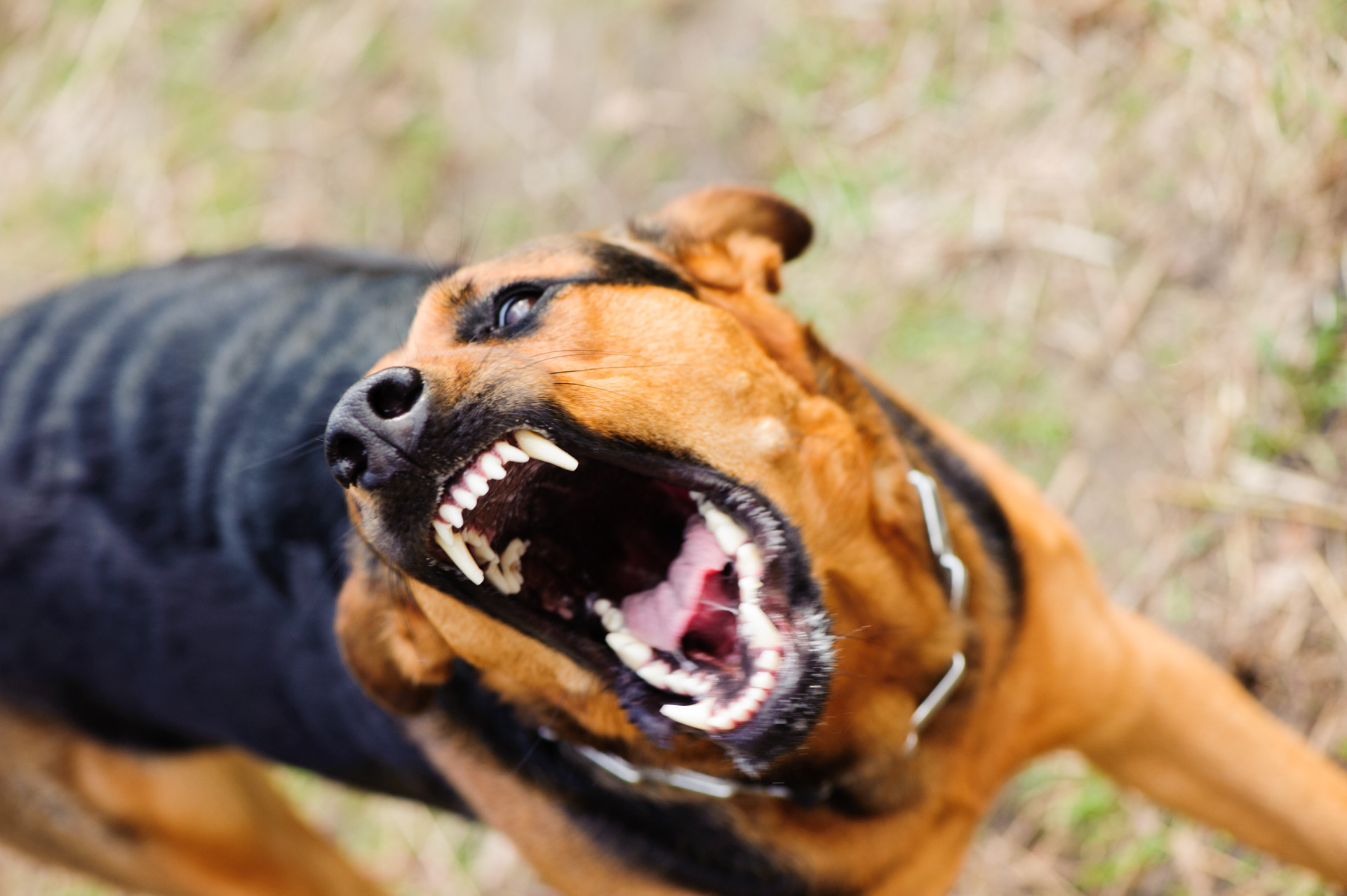 Hoe dierenaanvallen te overleven