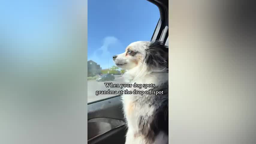Tiny Dog's Pure Joy At Moment She Realizes She's Going To Grandma's