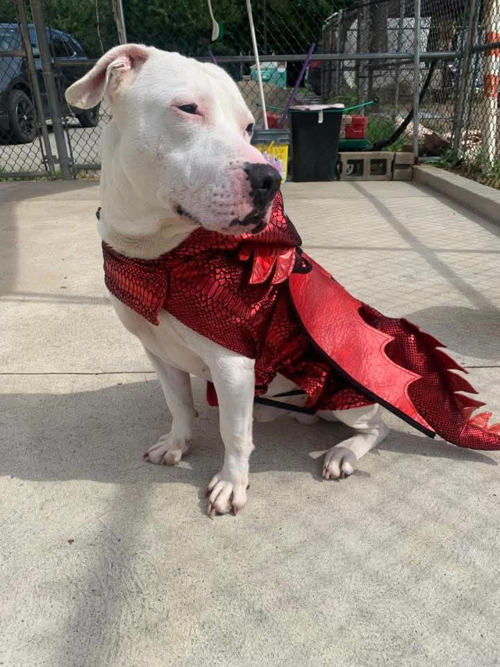 Pet of the Week: Cleatus doesn't let deafness interfere with fun