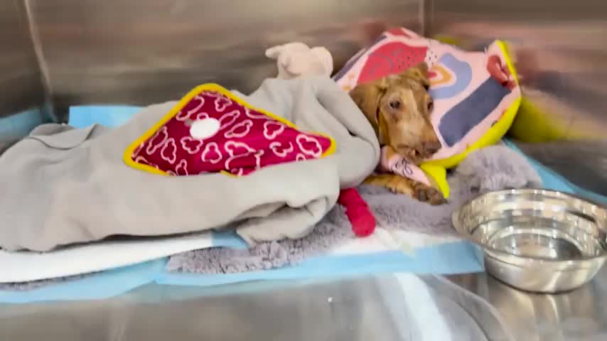Dog Who Endured Trauma and Tragedy Faces Biggest Test Yet: 'Never Give Up'
