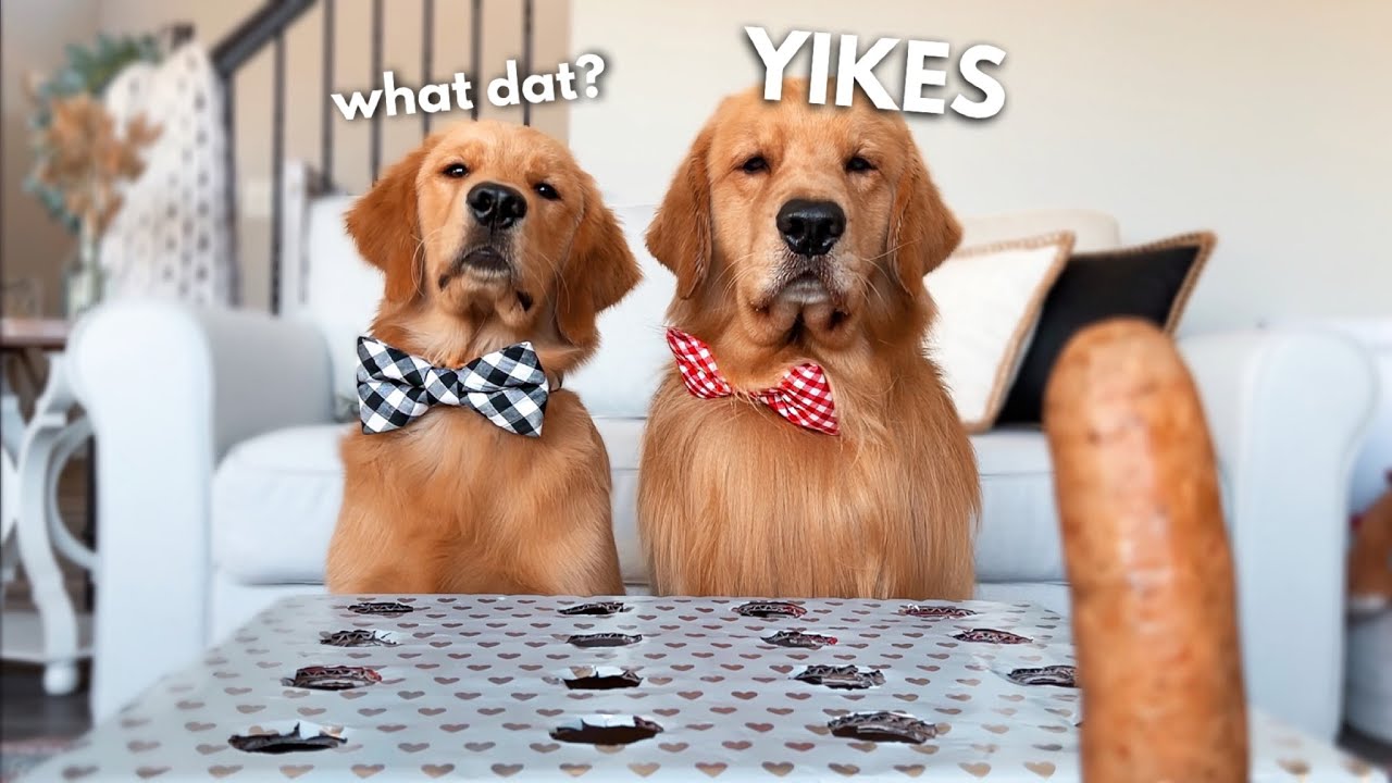 Golden Retrievers React to a Hot Dog on the Table