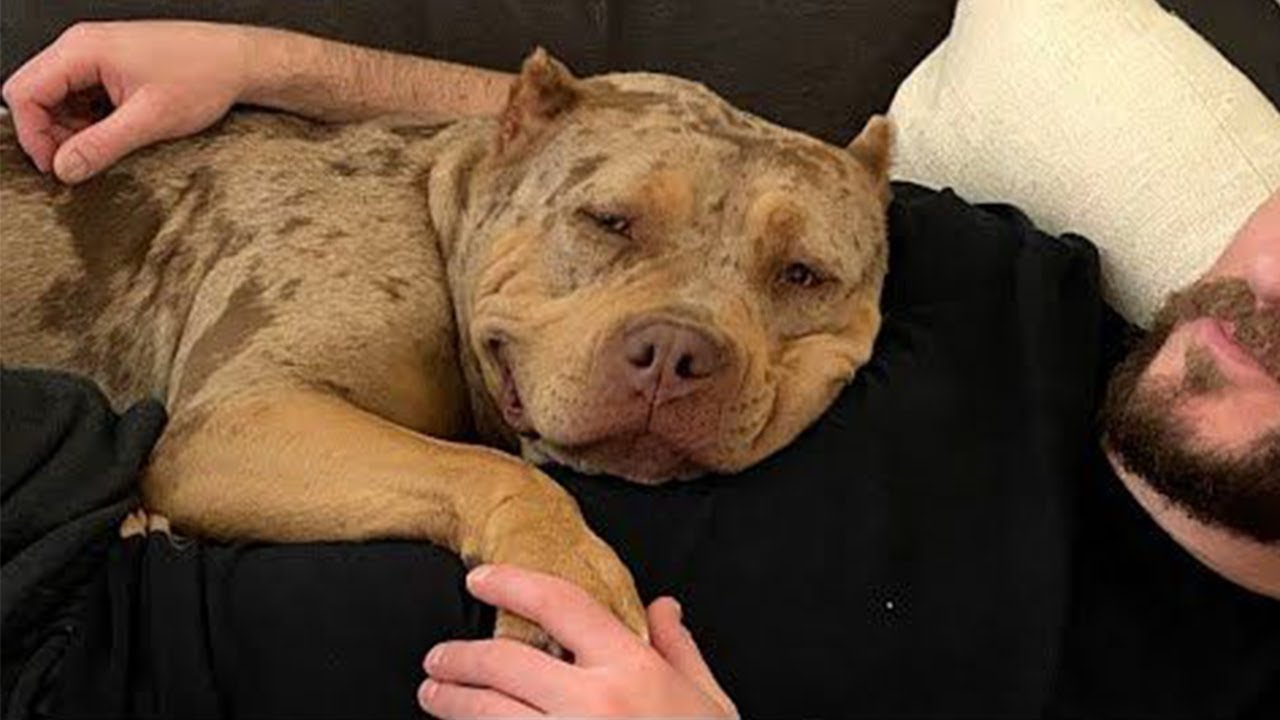 100-pound dog always brings 'I'm just a baby' energy