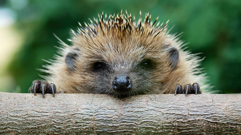 16 Fun Facts About Hedgehogs