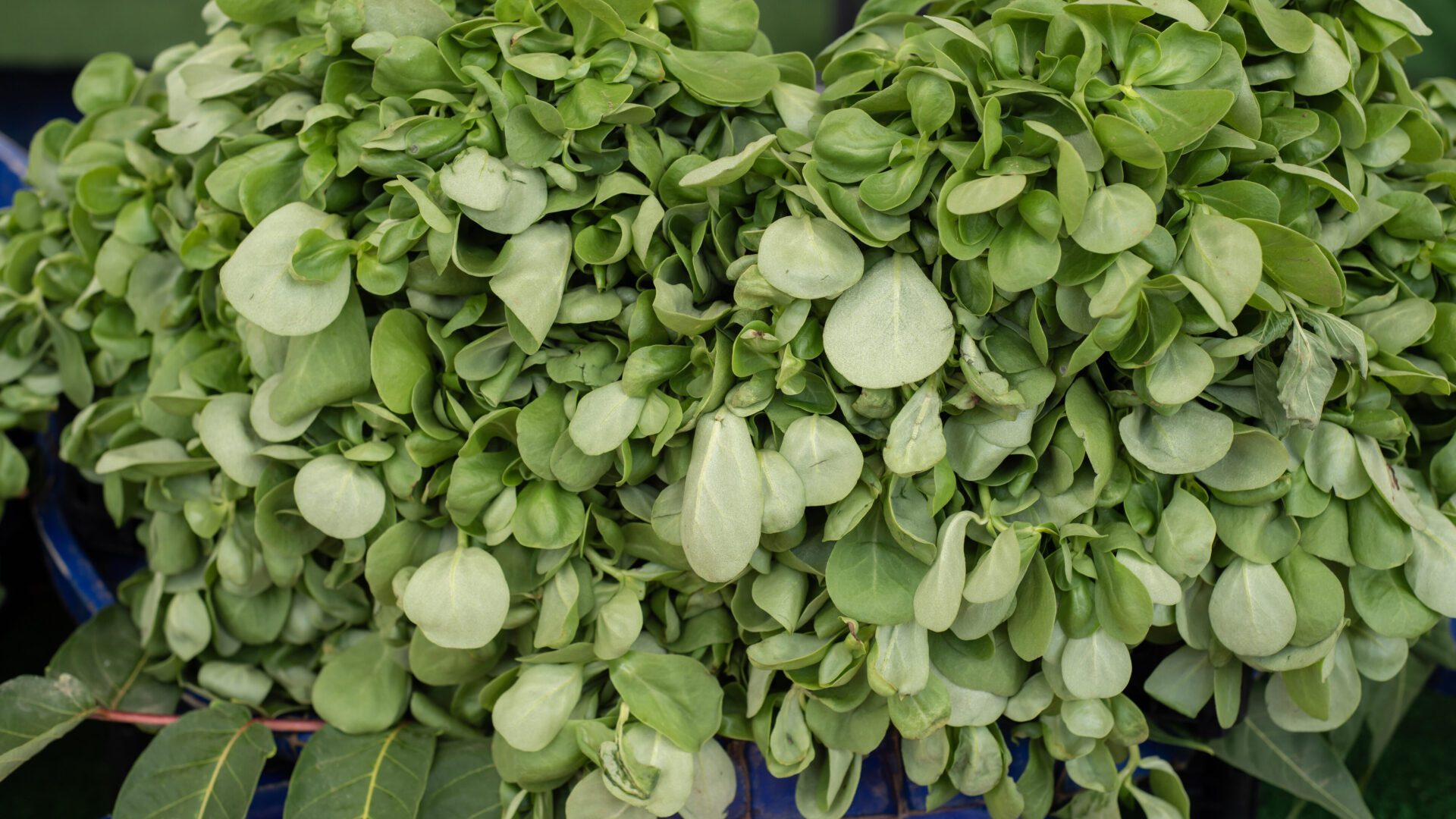 Léčivý poklad za plotem: A vy ho místo toho házíte na kompost