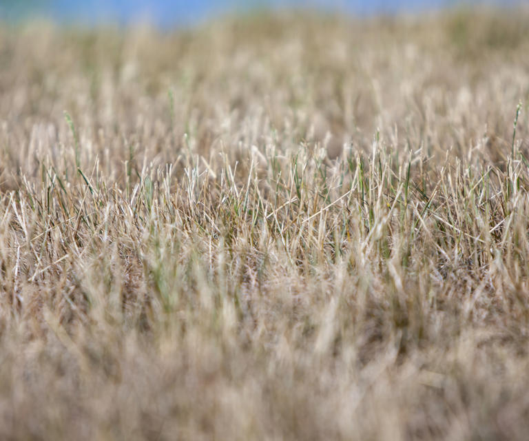 6 signs you have an unhealthy lawn – and how to fix the issues like a pro