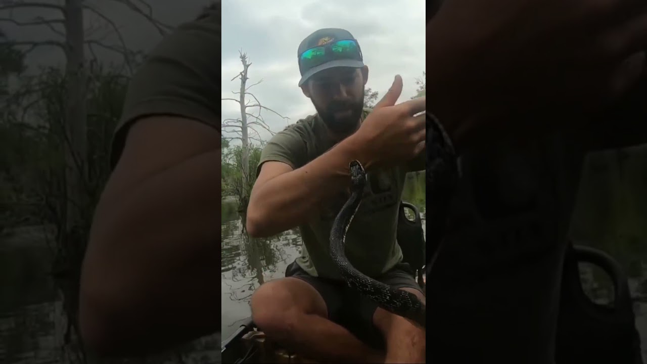 Bitten by a giant snake while bream fishing