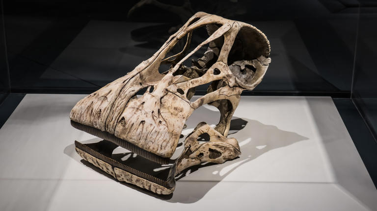 The Obscure Dinosaur Species That Had 500 Teeth