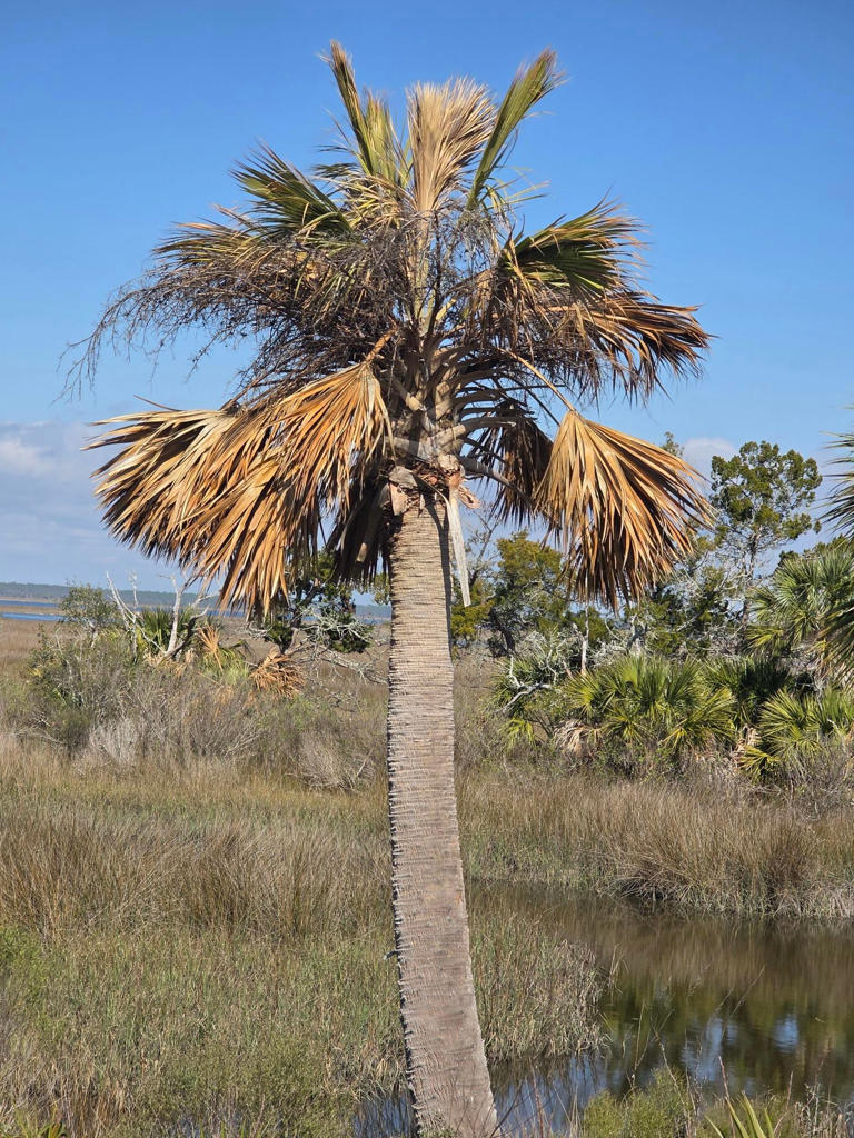 Innovative tool offers defense against trunk rot in Florida's iconic ...