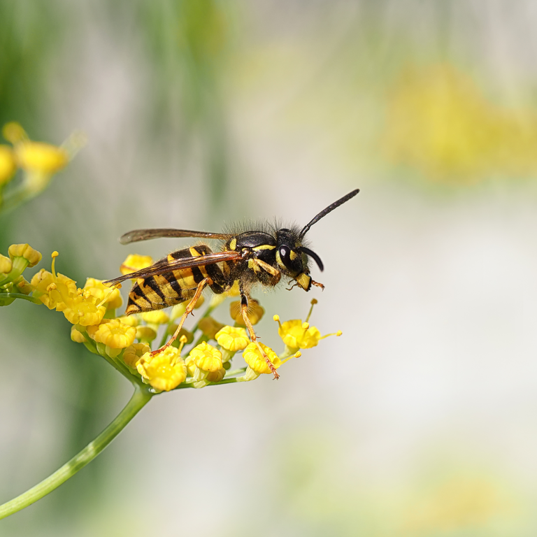 The easy, non-toxic method pest experts swear by to keep wasps out of ...