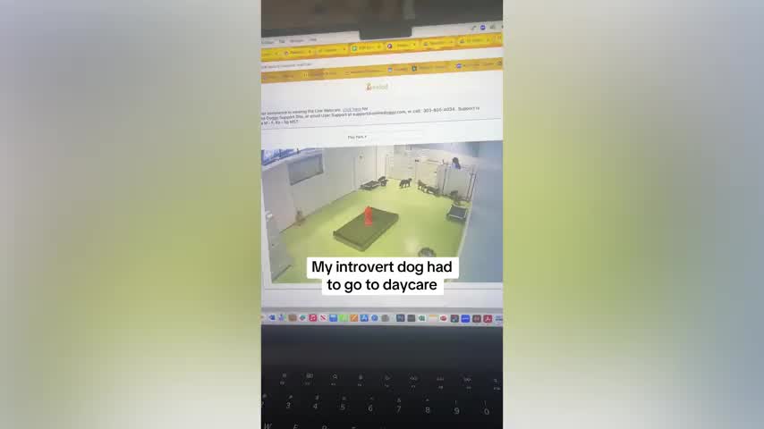 Woman Checks-In On 'Introvert' Rescue Dog At Daycare-Tears At What She Sees