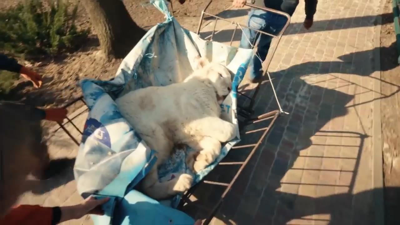 'Checkpoint Zoo' applauds the Ukrainian zookeepers and volunteers who ...