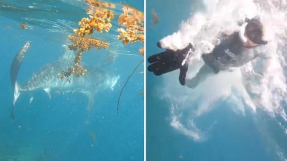 Australia: sub trascinata per 10 metri da uno squalo tigre. L’incubo ...