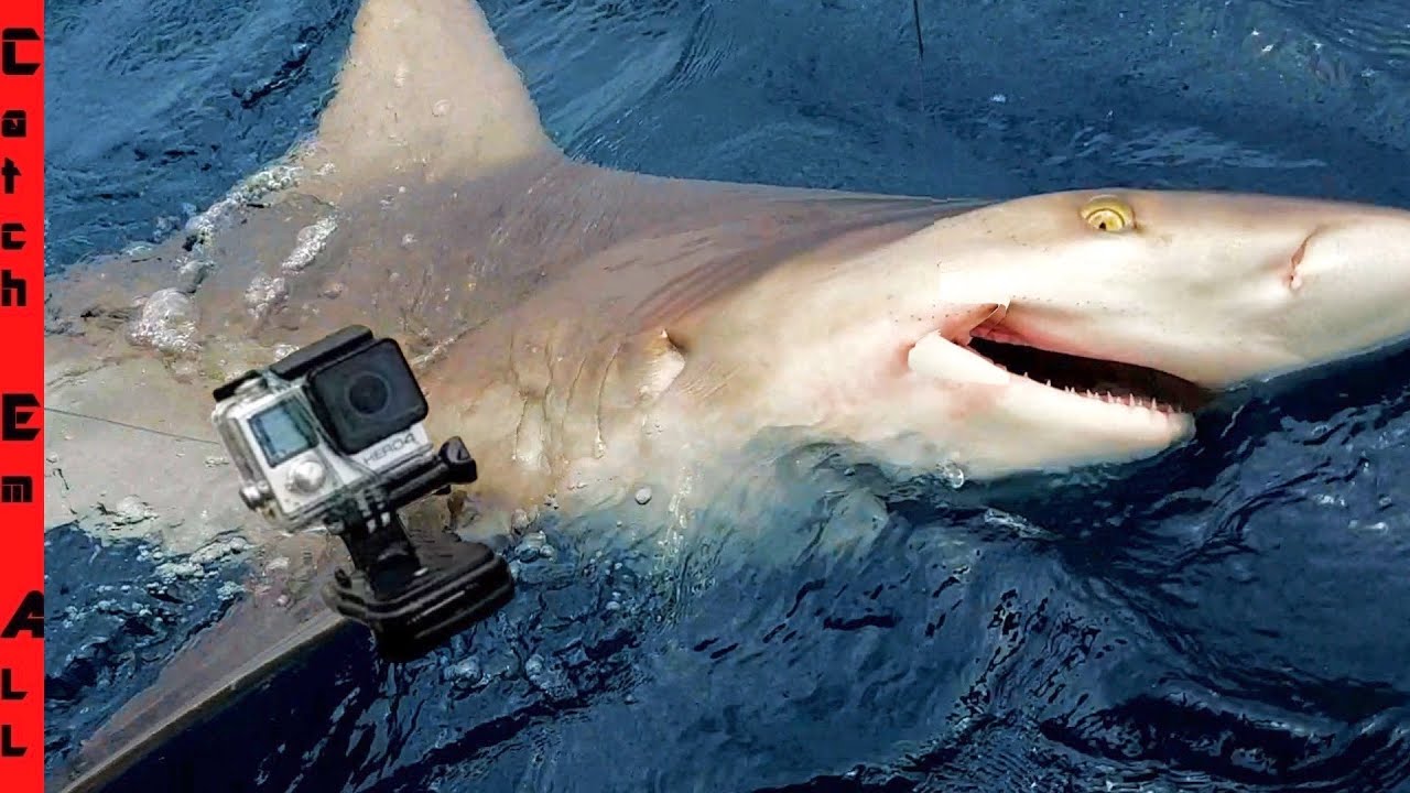 I Put a GoPro on a Shark - Incredible Footage