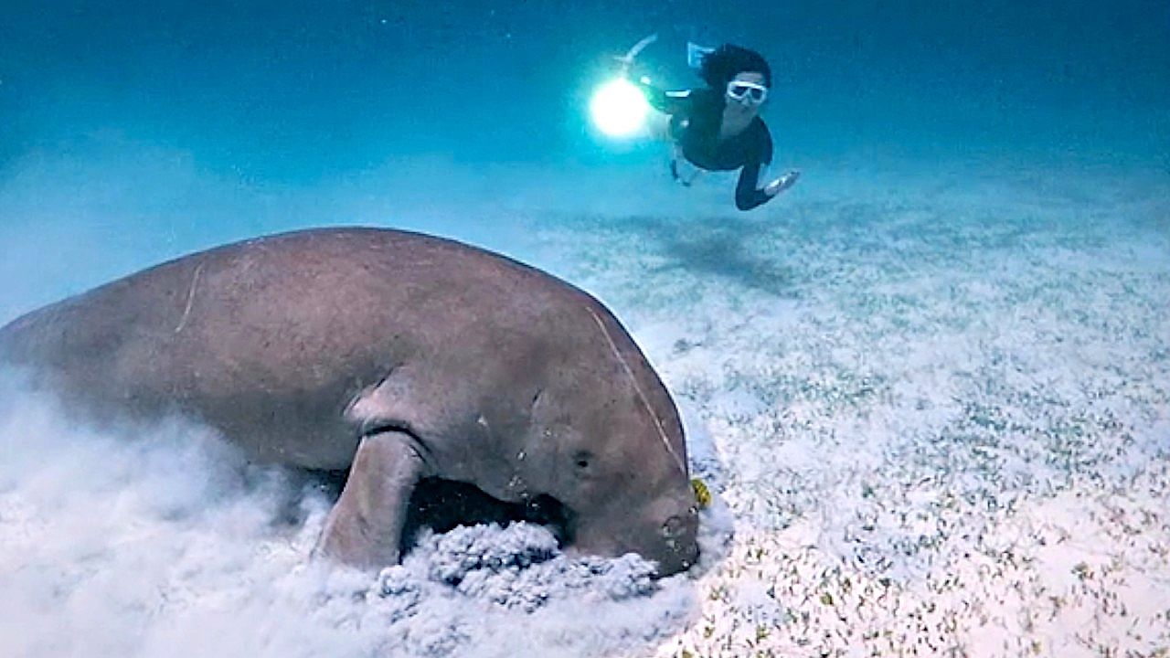 Check out this amazing encounter between a diver and a sea cow in the ...