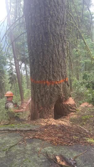Lumberjack Runs Away as Tree Splits during Cut
