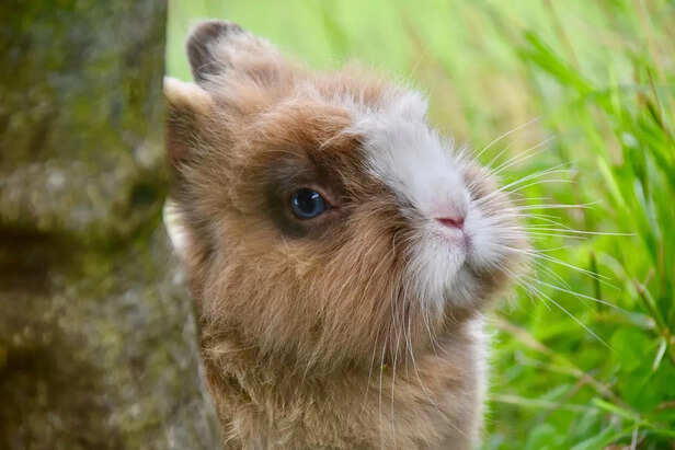 Best Low Maintenance Pets for Busy People