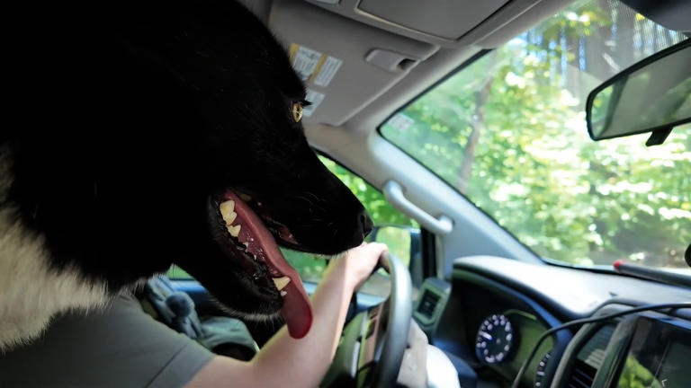 How Yosemite bear chasers keep the animals wild