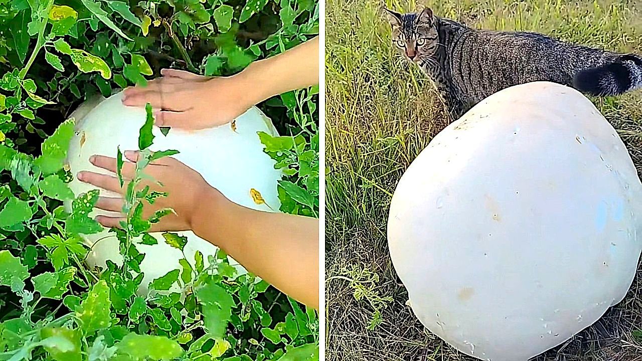 Un champignon géant découvert au bord d'une route en Chine