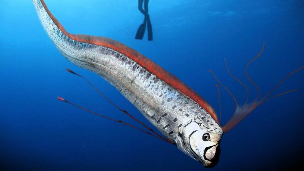 Meet The Doomsday Fish– Can Oarfish Really Predict Earthquakes? Here’s ...