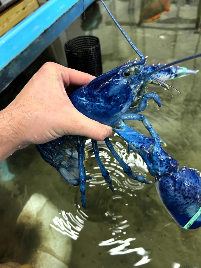 UMass Dartmouth now home to extremely rare blue lobster. How to get a ...