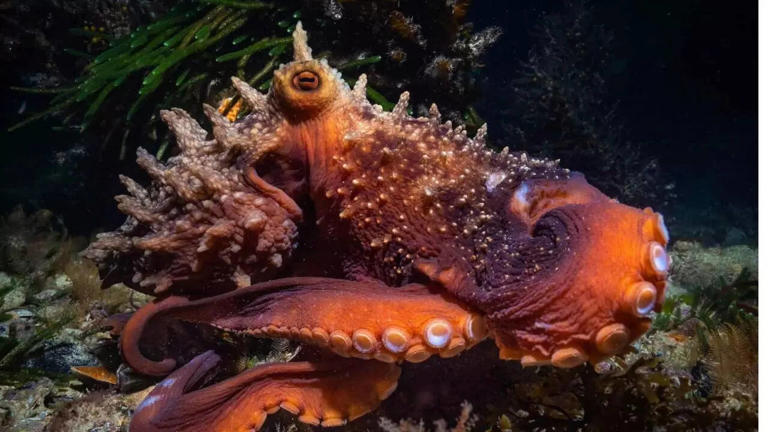 8 largest octopuses ever found around the world