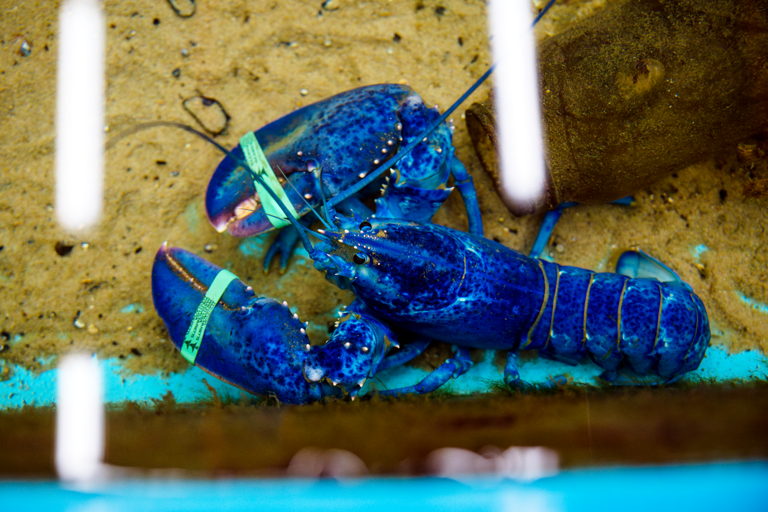 UMass Dartmouth now home to extremely rare blue lobster. How to get a ...
