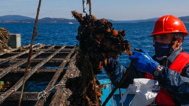 El cóctel de biotoxinas amnésica, paralizante y diarreica regresa a las ...