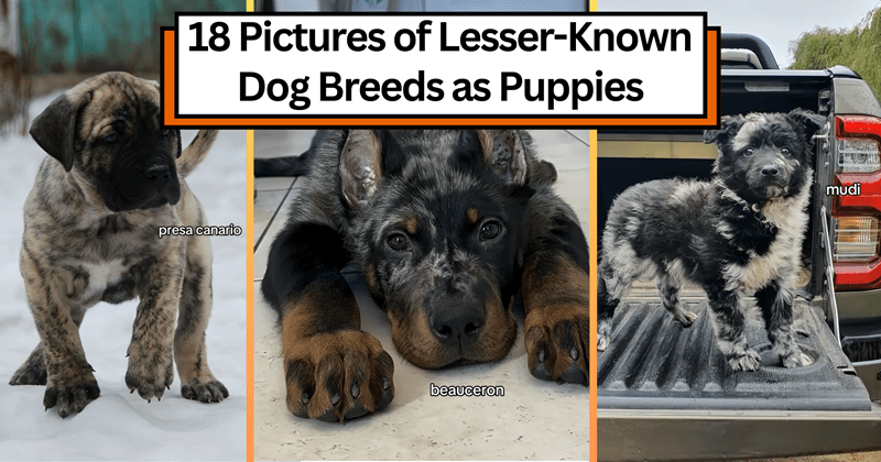 18 Rare Puppy Pictures of Lesser-Known Breeds to Bring Pet Peace to ...