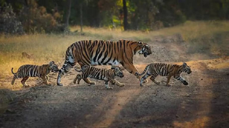 Rajasthan Jungle Safari: The thrill of tiger safari in Rajasthan, see ...