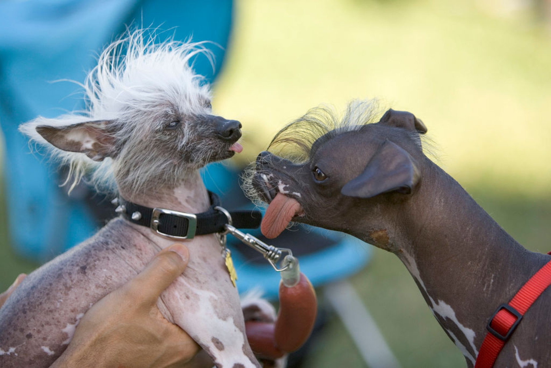 The 30 smallest dog breeds in the world
