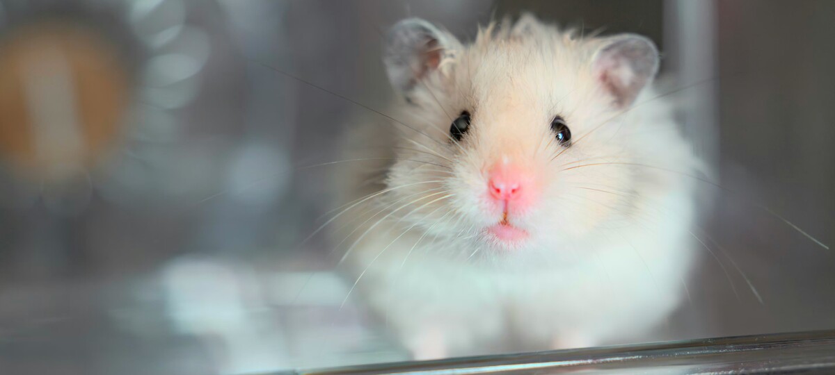 Ensure Hamster Is Friendly Before Adopting