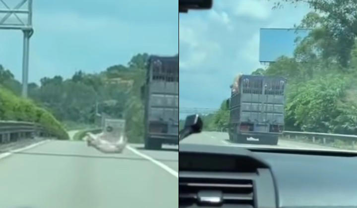 [Watch] Pig Makes Dramatic Highway Escape, Internet Goes Wild